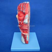 China Educational Demonstration Anatomical Half Head Model with Brain and Vessels for sale
