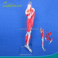 China Detachable Muscles of Lower Limb Medical Model Advanced PVC for Anatomy Education for sale