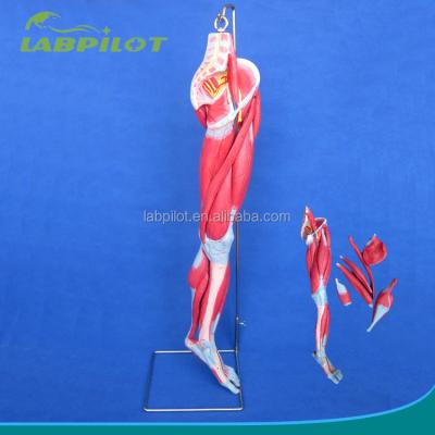 China Detachable Muscles of Lower Limb Medical Model Advanced PVC for Anatomy Education for sale