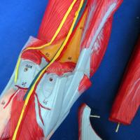 China Detachable Muscles of Lower Limb Medical Model Advanced PVC for Anatomy Education for sale