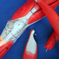 China Detachable Muscles of Lower Limb Medical Model Advanced PVC for Anatomy Education for sale
