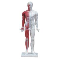 China Meridian Demonstration Deluxe Human Acupuncture Model 84CM With Muscle for Education for sale