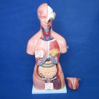 China Female Breast Wall Brain Lung and Heart Organ Model for Human Life Size Teaching for sale
