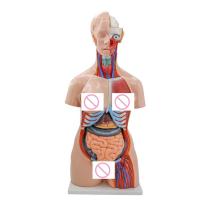 China 40 Parts Brain Heart Lung Stomach Kidney Model for Medical Anatomy Teaching in Hospitals for sale