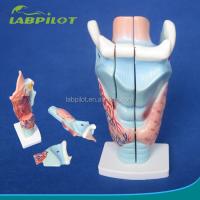 China 3-Part Larynx and Thyroid Gland Model Essential for Studying Human Respiratory System for sale