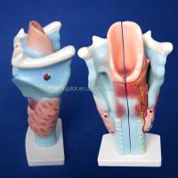 China 3-Part Larynx and Thyroid Gland Model Essential for Studying Human Respiratory System for sale