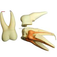 China Dental Care Demonstration Detachable Anatomical Teeth Model for Three-Root Molar Teeth for sale