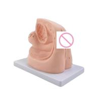 China Combination Nursing Dummy Human Life Size Female Genital Organ Model for Teaching for sale
