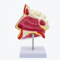 China Median Sagittal Nasal Cavity Model with Detailed Anatomy Structures and Advanced PVC for sale