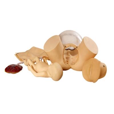 China Patients Care demonstration Comprehensive Childbirth Skill Training Model Obstetric Technical Training Manikin for sale