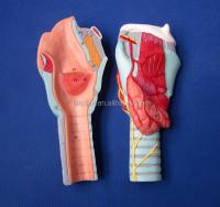 China Advanced PVC Anatomical Demonstration Detachable Larynx Model with 33 Anatomy Marks for sale