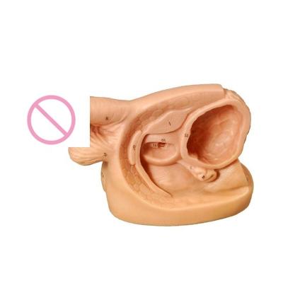 China Male Genital Anatomy Teaching Model for Catheterization Training Educational Mannequin for sale