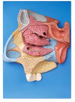 China Advanced PVC Nasal Cavity Model for Comprehensive Anatomical Understanding of Nose for sale