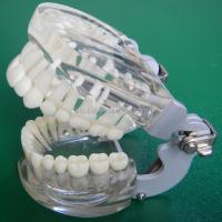 China Dentistry Training Models Transparent Adult Standard Tooth Column Model Standard Size for sale