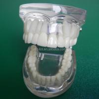 China Dentistry Training Models Transparent Adult Standard Tooth Column Model Standard Size for sale