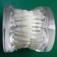 China Dentistry Training Models Transparent Adult Standard Tooth Column Model Standard Size for sale