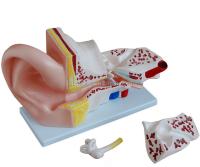 China 4 Parts Giant Ear Model Anatomical Demonstration for Medical Science Demonstration for sale