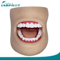 China Human Life Size Plastic Dental Teeth Care Model with Face and Tongue for sale