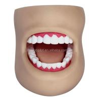 China Human Life Size Plastic Dental Teeth Care Model with Face and Tongue for sale