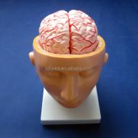 China Biological School Exhibit Brain Model Human Life Size with Arteries and Head Advanced PVC for sale