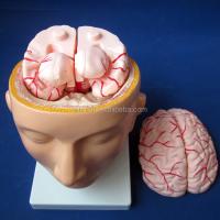 China Biological School Exhibit Brain Model Human Life Size with Arteries and Head Advanced PVC for sale