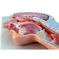 China Categories Nervous System Anatomy Model Median Sectioned Head and Brain Model for Hospitals for sale