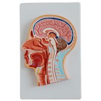 China Categories Nervous System Anatomy Model Median Sectioned Head and Brain Model for Hospitals for sale