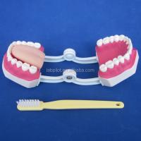 China Human Life Size Dental Model 28 Teeth Tooth Brushing Model for Kindergarten Teaching for sale