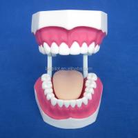 China Human Life Size Dental Model 28 Teeth Tooth Brushing Model for Kindergarten Teaching for sale