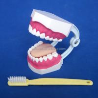 China Human Life Size Dental Model 28 Teeth Tooth Brushing Model for Kindergarten Teaching for sale