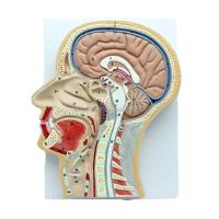 China Professional Anatomical Model Median Sagittal Section of Head with Mouth Nose and Pharynx for sale