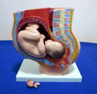 China Medical Science Model Female Pelvis Fetus Uterus and Embryo at 40th Week of Pregnancy for sale