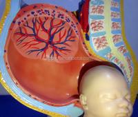 China Medical Science Model Female Pelvis Fetus Uterus and Embryo at 40th Week of Pregnancy for sale