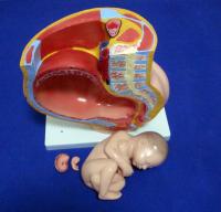 China Medical Science Model Female Pelvis Fetus Uterus and Embryo at 40th Week of Pregnancy for sale