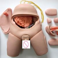 China Electronic Monitor Urethral Catheterization Training Simulator for Nursing Skills for sale