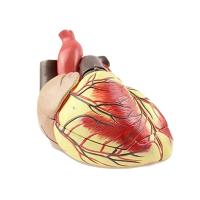 China Human Biological Teaching Model Advanced Jumbo Heart for Medical Science Education for sale