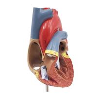 China Medical Anatomy Plastic Human Heart Model for Anatomical Demonstration in Clinics for sale