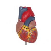 China Medical Anatomy Plastic Human Heart Model for Anatomical Demonstration in Clinics for sale