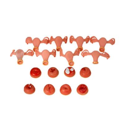 China Uterus Simulator for Gynecological Anatomy Model Used in Nurse-midwifery and Maternity for sale