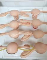 China Uterus Simulator for Gynecological Anatomy Model Used in Nurse-midwifery and Maternity for sale