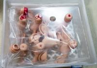 China Uterus Simulator for Gynecological Anatomy Model Used in Nurse-midwifery and Maternity for sale