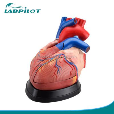 China Human Heart Anatomy 3D Model for Anatomical Demonstration 3 Times Enlarged 5 Parts for sale