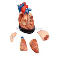 China Human Heart Anatomy 3D Model for Anatomical Demonstration 3 Times Enlarged 5 Parts for sale