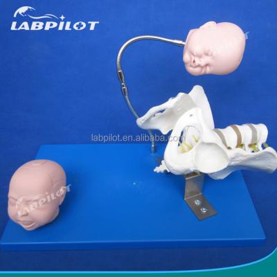 China Vivid Pelvis and Fetal Heads Advanced PVC Model for Childbirth Skills Demonstration for sale