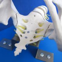 China Vivid Pelvis and Fetal Heads Advanced PVC Model for Childbirth Skills Demonstration for sale