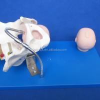 China Vivid Pelvis and Fetal Heads Advanced PVC Model for Childbirth Skills Demonstration for sale