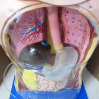 China Innovative Nasal Gastric Tube and Trachea Skills Nursing Manikin with Realistic Features for sale