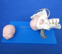 China Vivid Pelvis and Fetal Heads Advanced PVC Model for Childbirth Skills Demonstration for sale