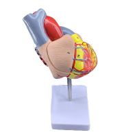 China Life Size 2 Parts Medical Anatomy Human Body Parts Heart Model for Demonstration for sale
