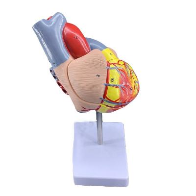 China Life Size 2 Parts Medical Anatomy Human Body Parts Heart Model for Demonstration for sale